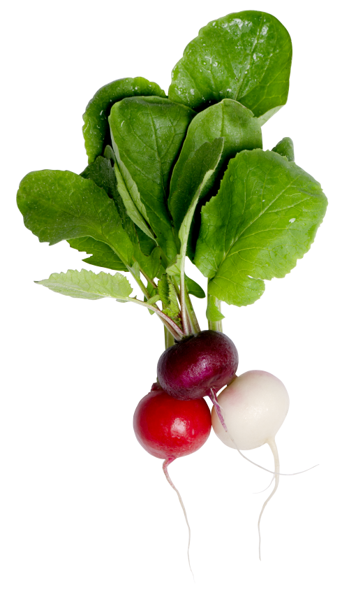 Les Serres Leciel | Producteur de légumes en serre