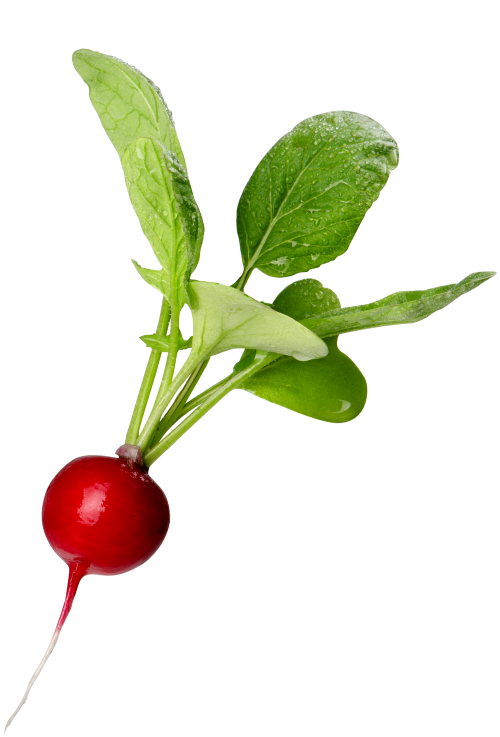 Les Serres Leciel | Producteur de légumes en serre